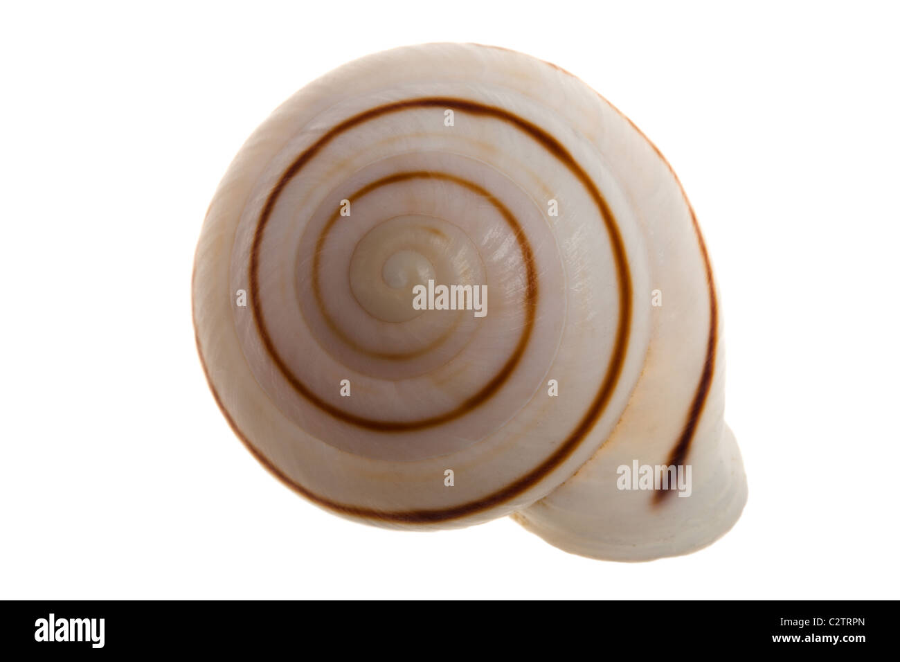 Beige color Shell isolated on white Stock Photo - Alamy