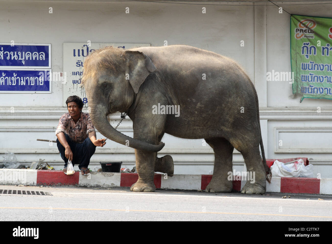 Thai elephant on street Stock Photo - Alamy