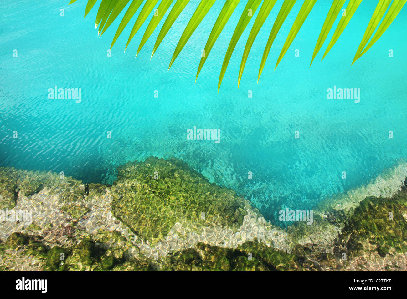 cenote mangrove clear turquoise water Mayan Riviera Mexico Stock Photo ...