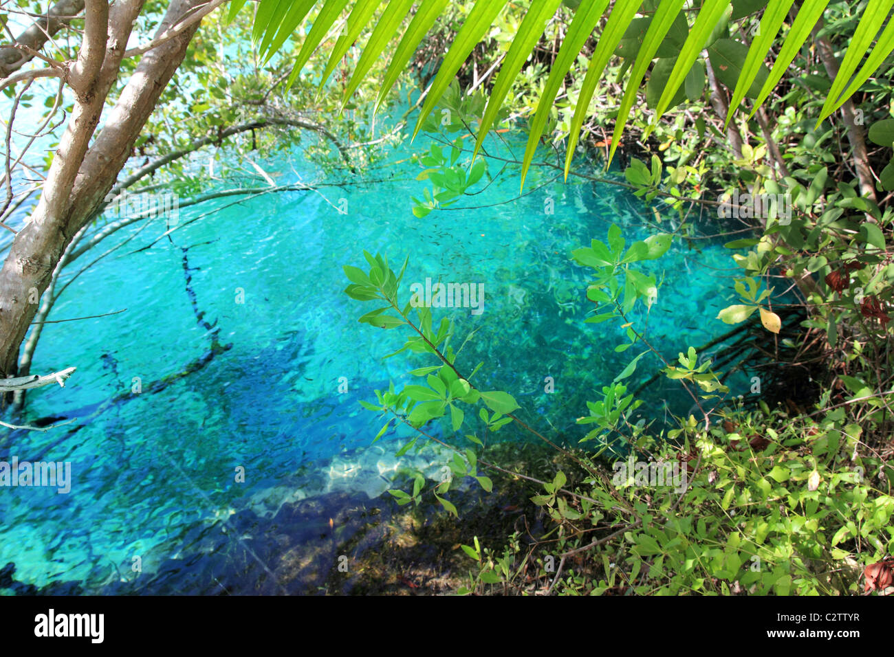 cenote mangrove clear turquoise water Mayan Riviera Mexico Stock Photo ...