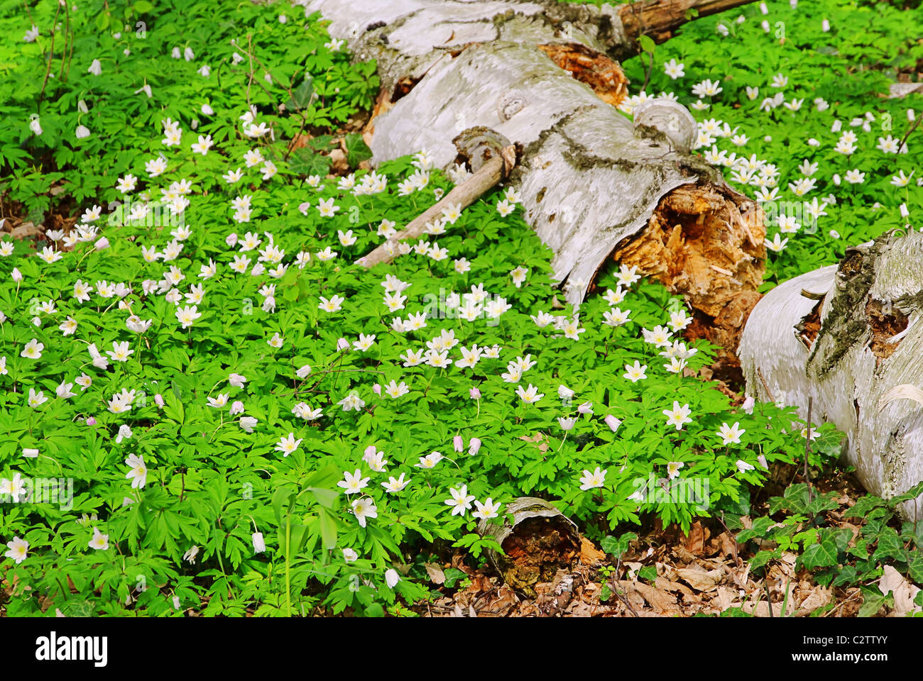 Anémone hi-res stock photography and images - Alamy