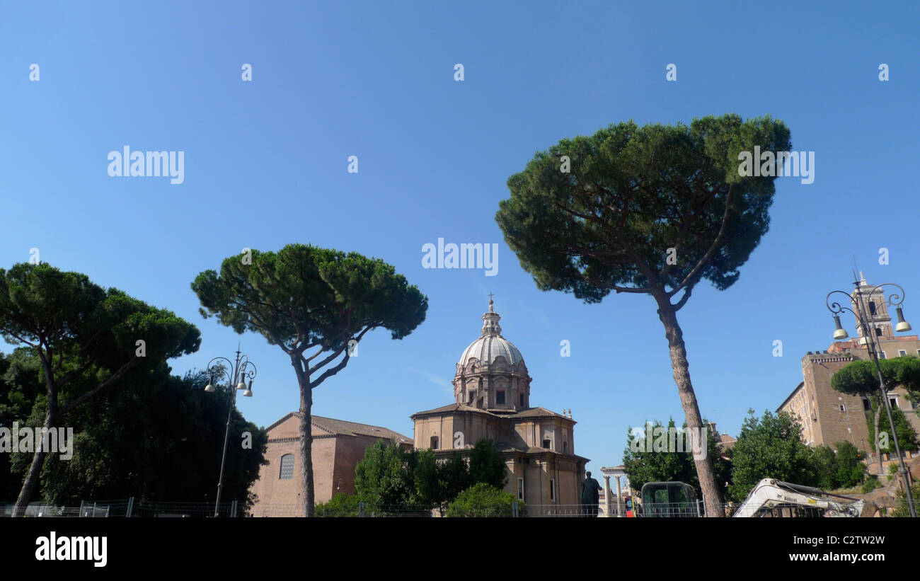 Roman pines Italy Stock Photo - Alamy