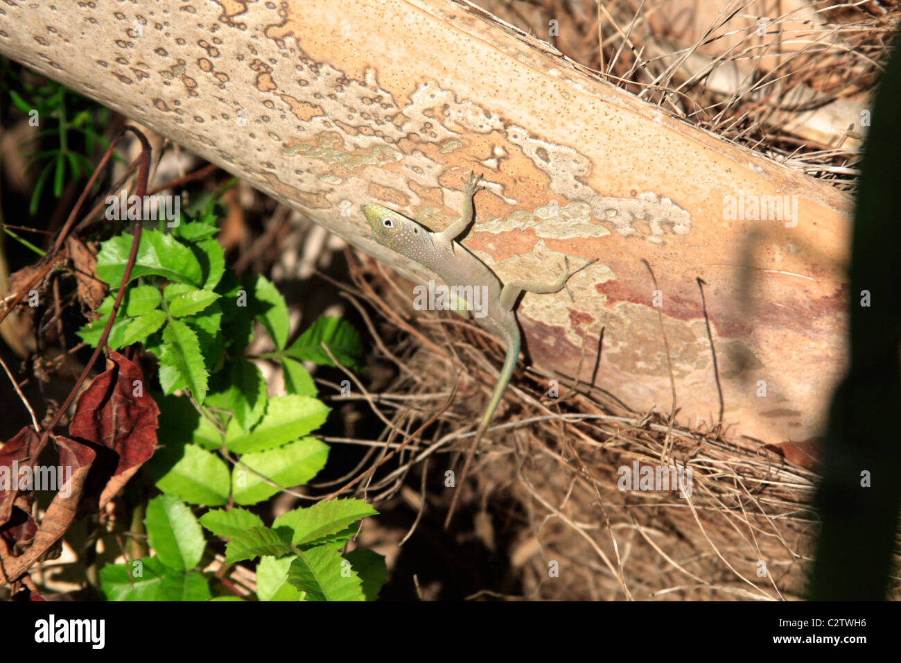 Jamaican Anole (Anolis grahami), Bermuda Stock Photo - Alamy