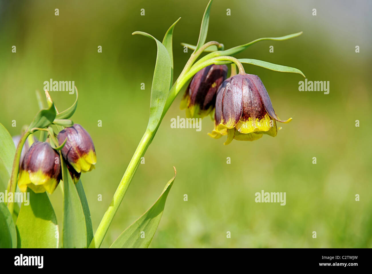 Schachblume - Chess Flower 03 Stock Photo - Alamy