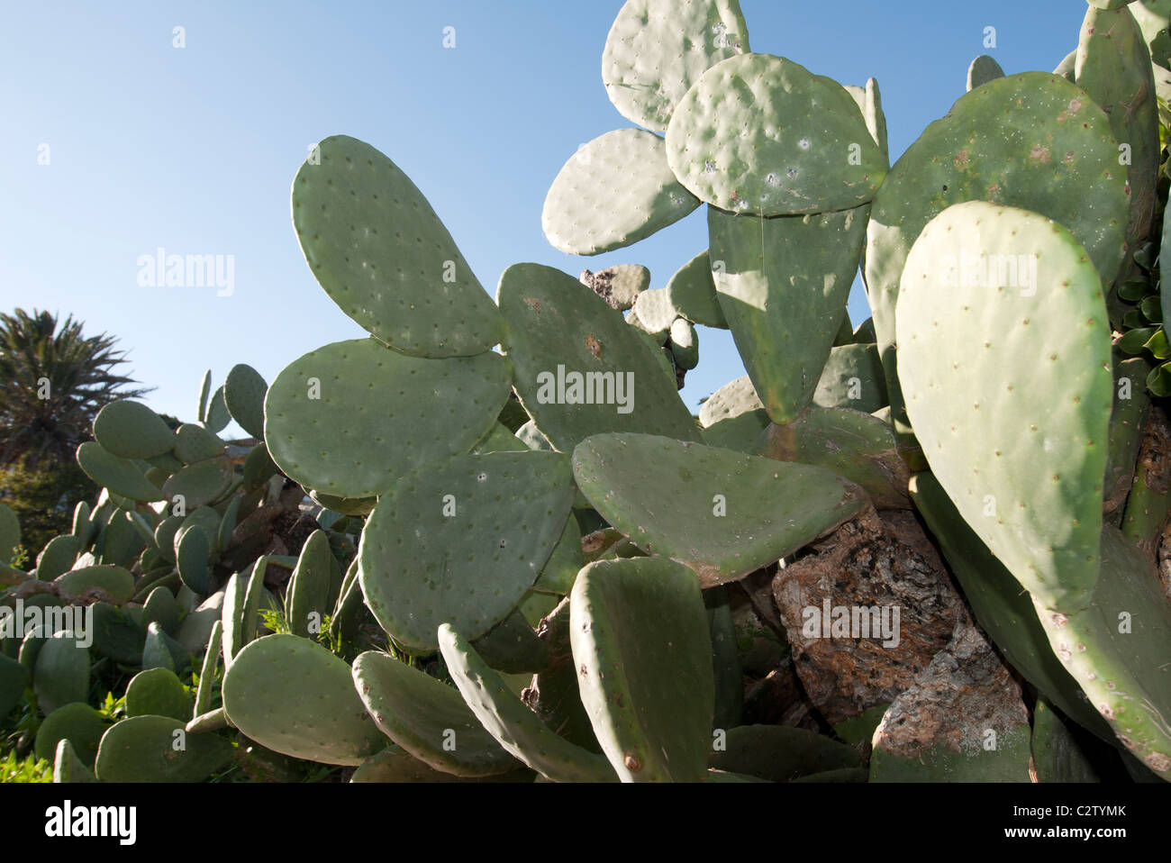 Cactus plants hi-res stock photography and images - Alamy