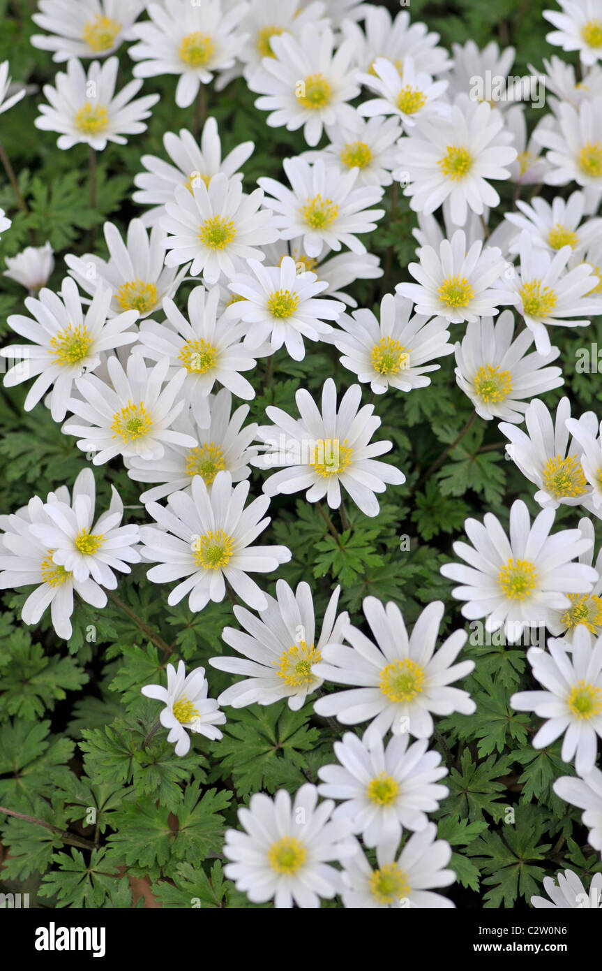 Anemone blanda hi-res stock photography and images - Alamy