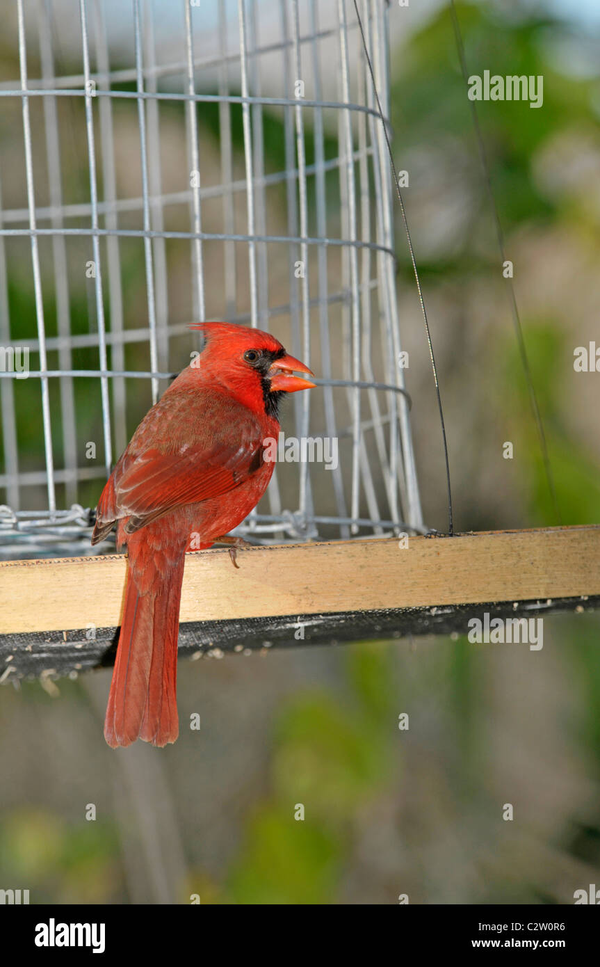 Corkscrew swamp bird hi-res stock photography and images - Alamy