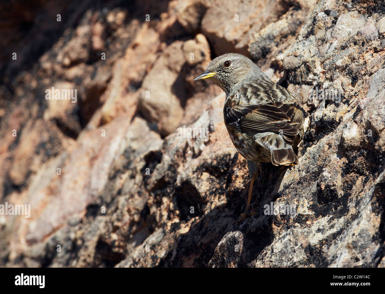 Alpine Accentor Prunella Collaris In High Resolution Stock Photography ...