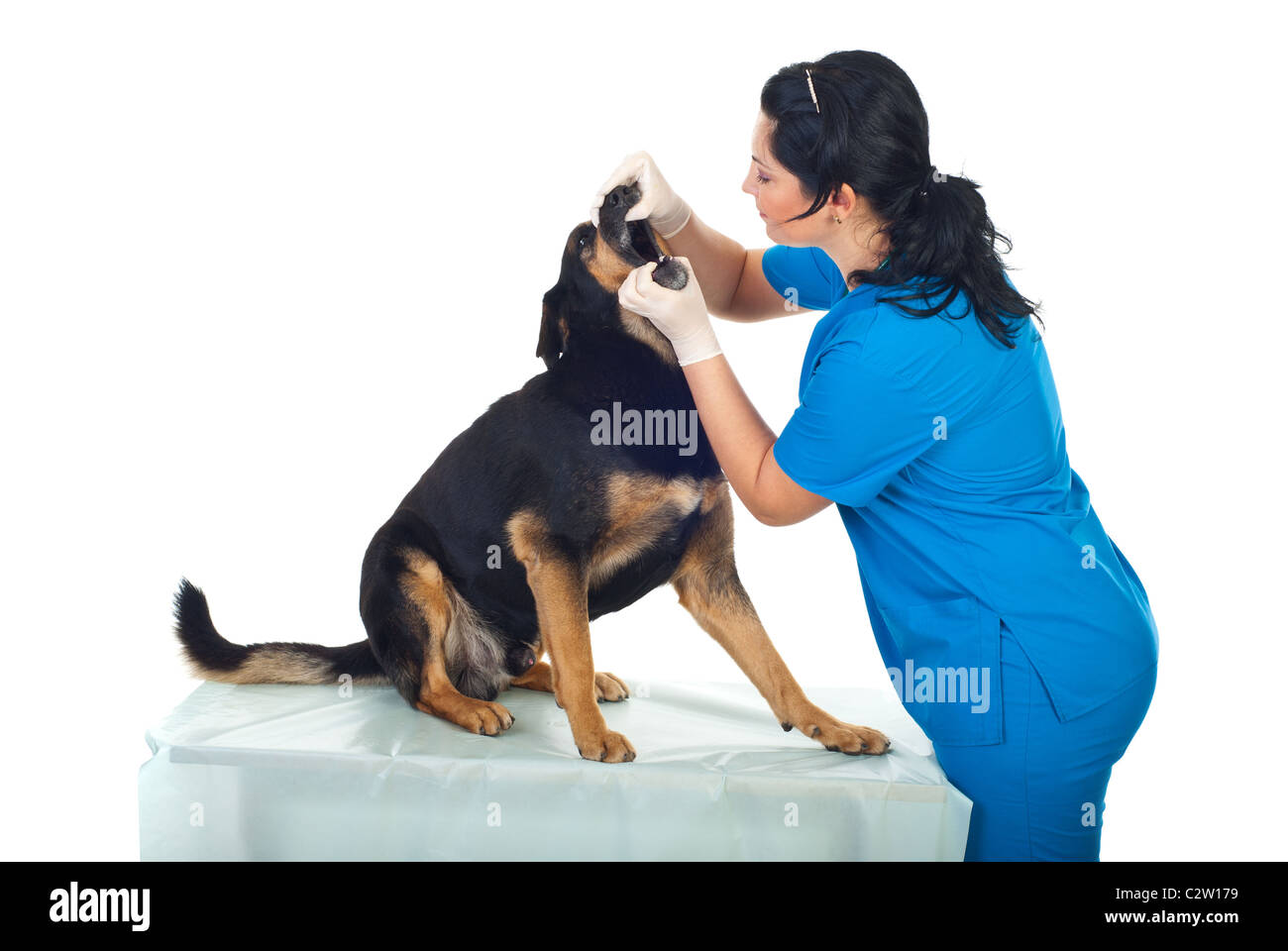 How Do You Look Inside A Dogs Mouth