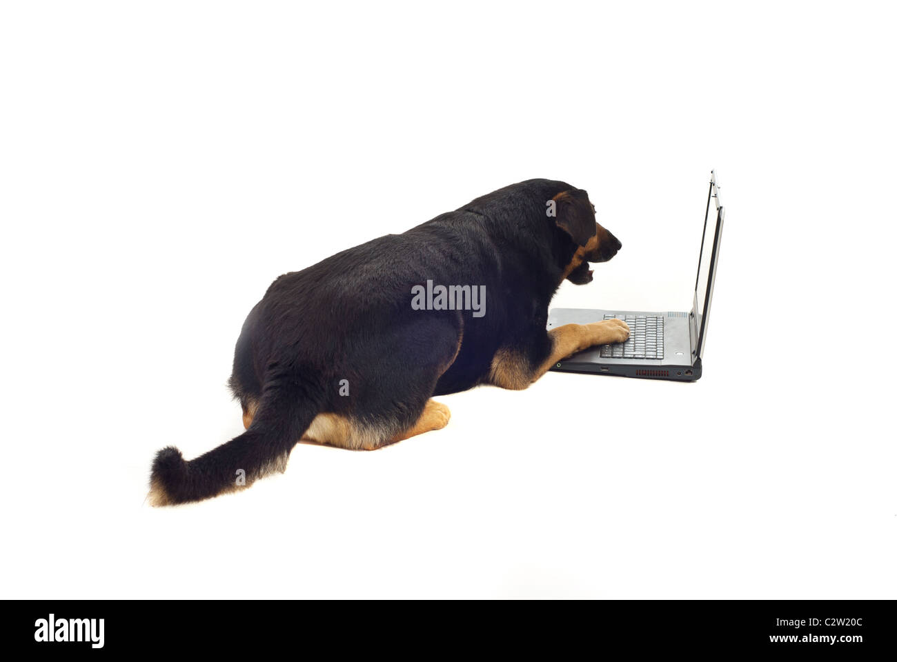 Dog using mouth hi-res stock photography and images - Alamy