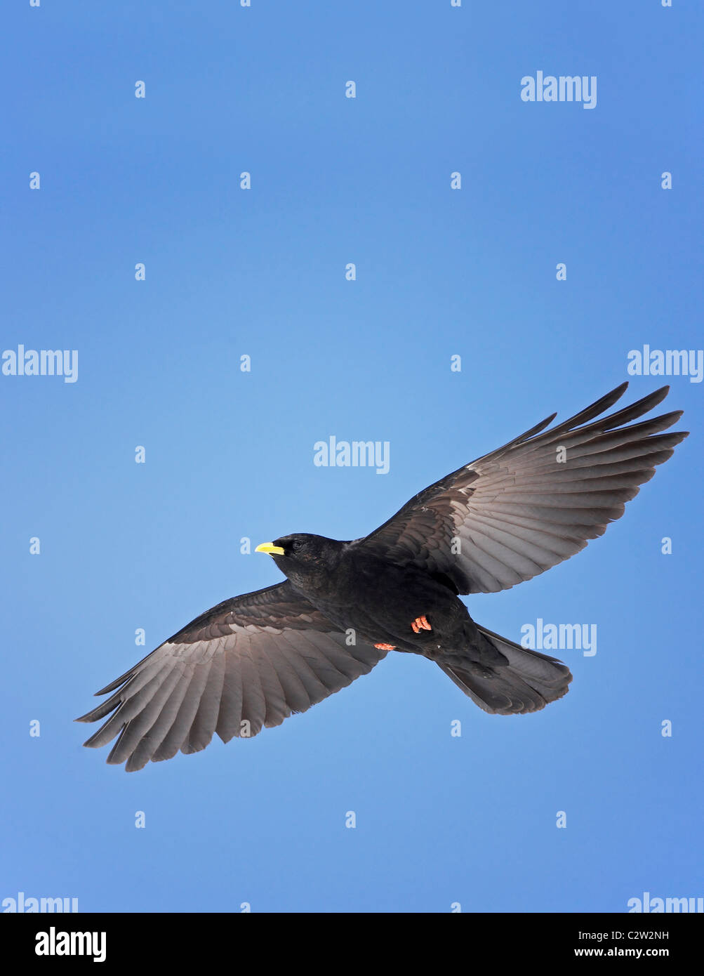 Yellow-billed Chough, Alpine Chough (Pyrrhocorax graculus) in flight ...