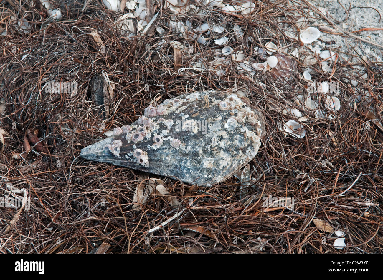 Rigid Pen Shell: Atrina rigida. Fort de Soto, Florida, USA Stock Photo ...