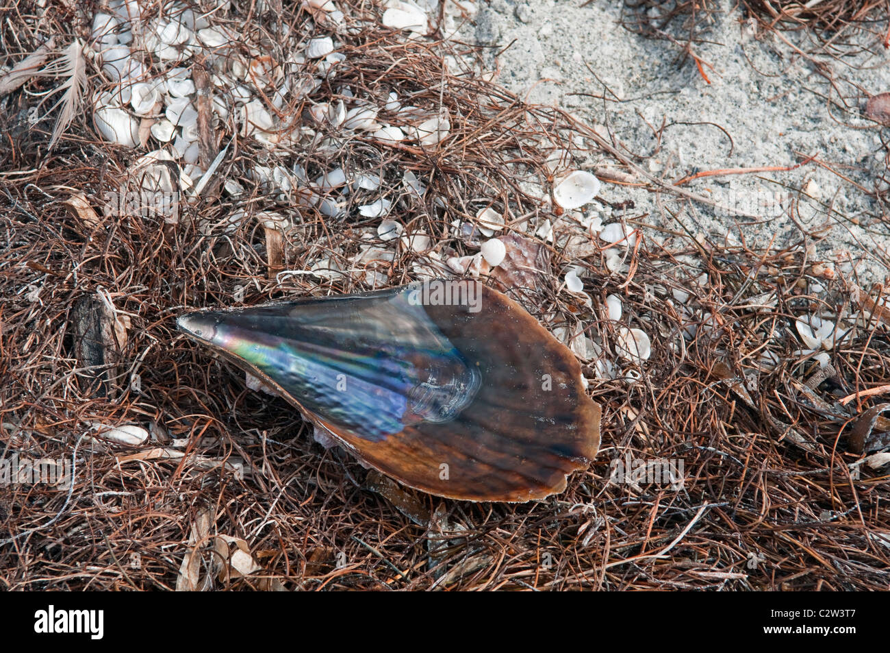 Atrina hi-res stock photography and images - Alamy