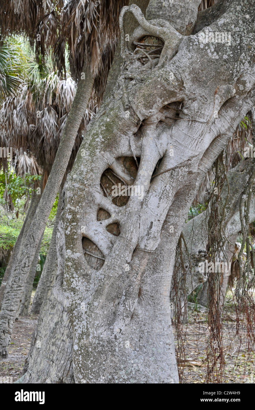 Strangler fig ficus aurea hi-res stock photography and images - Alamy