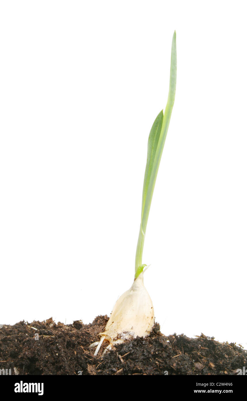 Growing bulb hi-res stock photography and images - Alamy