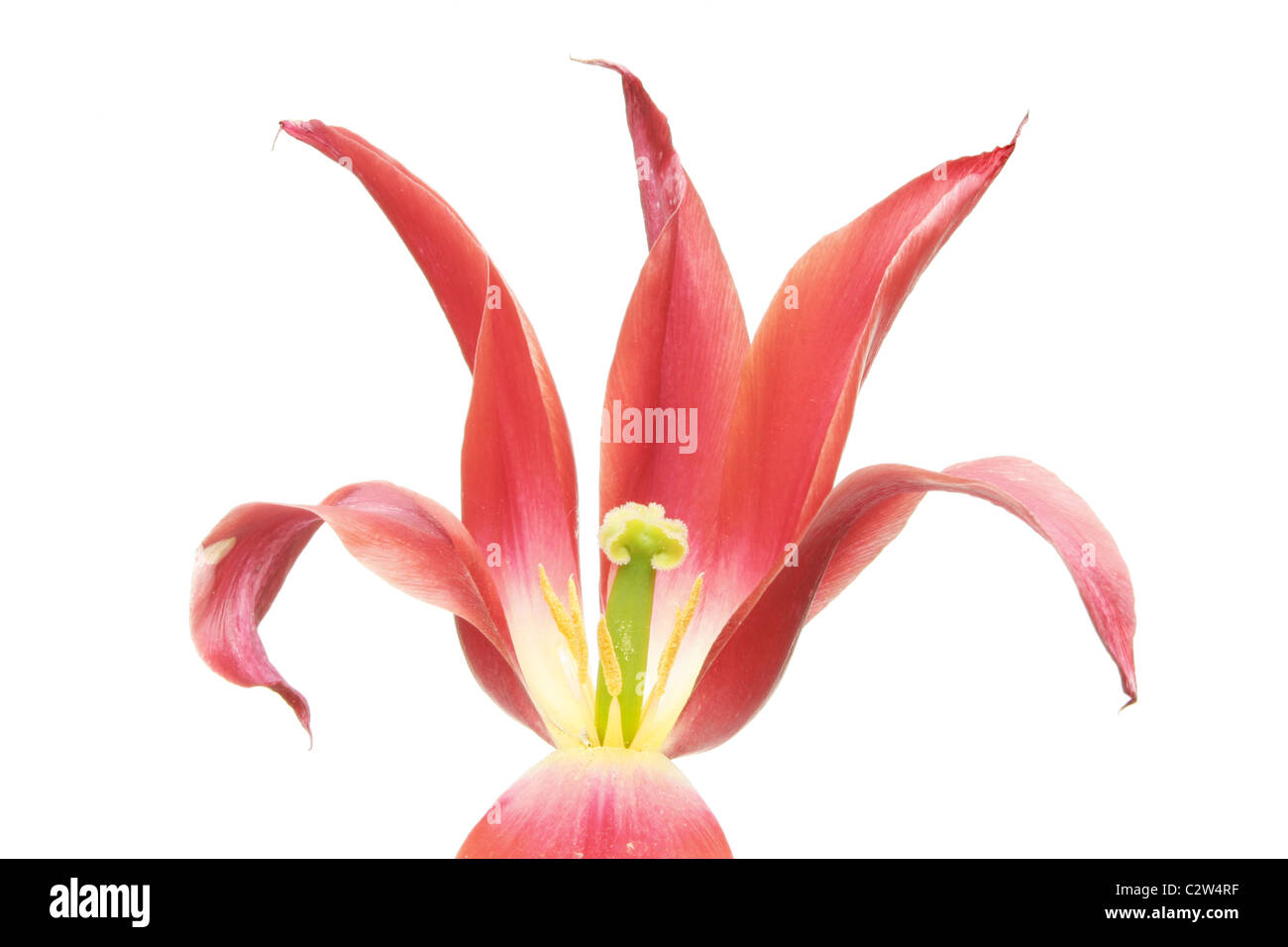 Closeup of a tulip flower showing pollen bearing anthers and the stamen ...