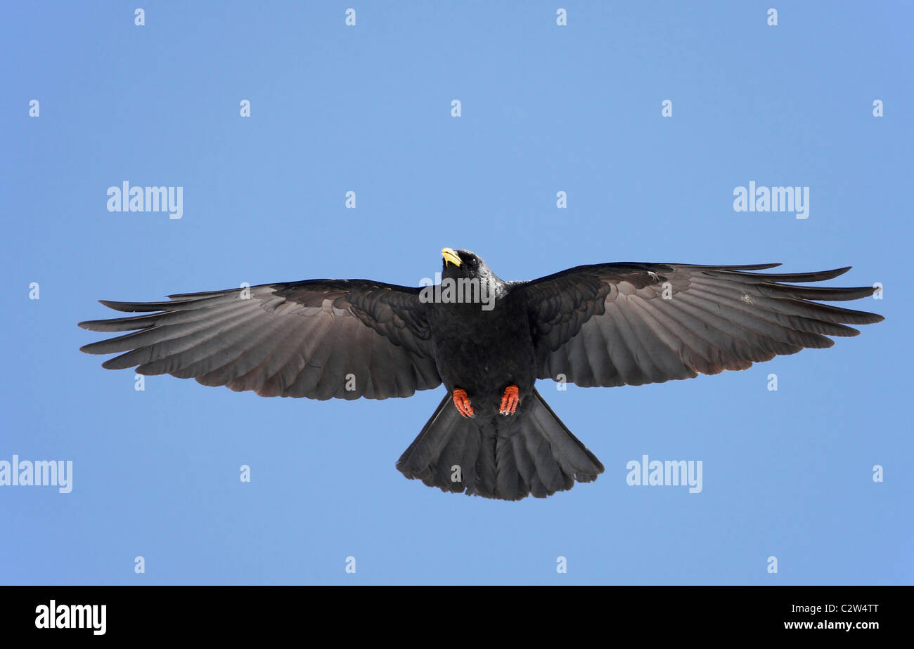 Chough bird hi-res stock photography and images - Alamy