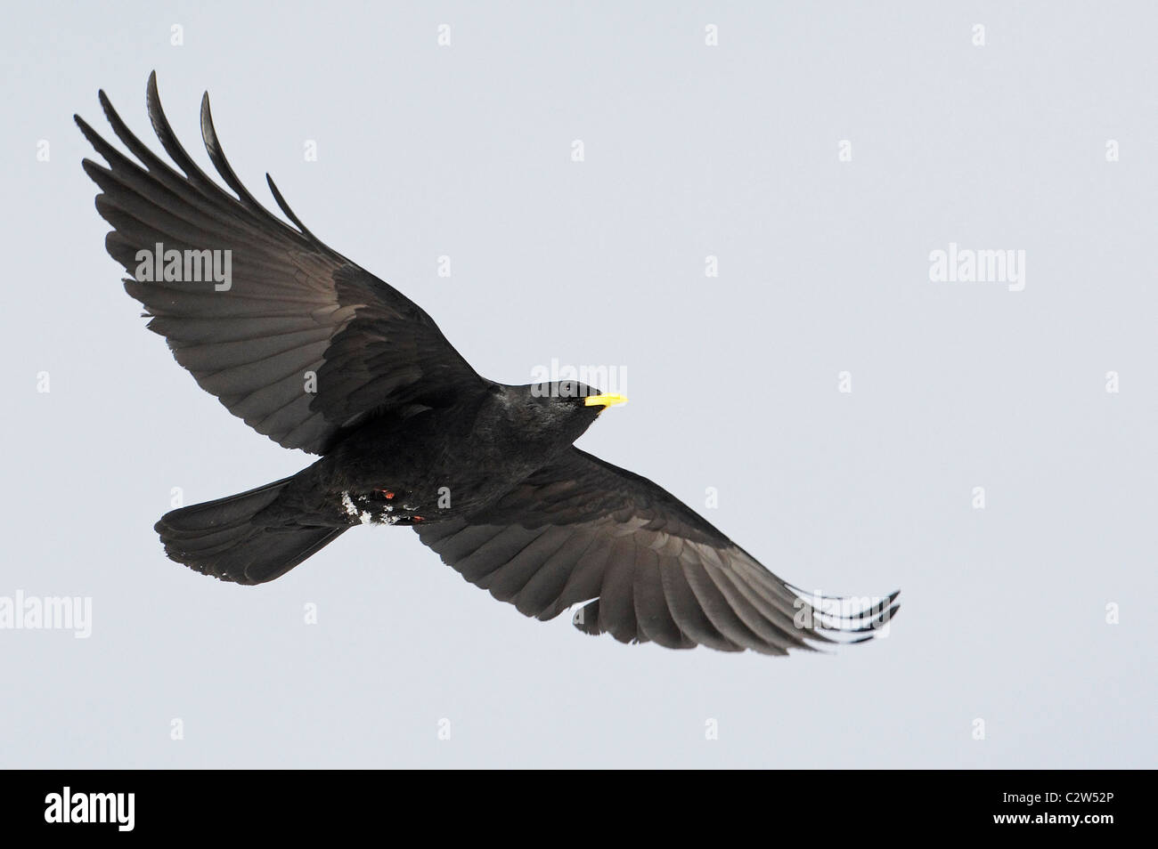 Yellow-billed Chough, Alpine Chough (Pyrrhocorax graculus) in flight ...