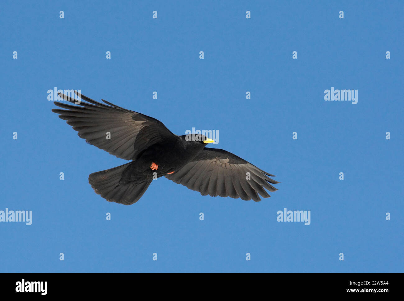 Chough bird hi-res stock photography and images - Alamy