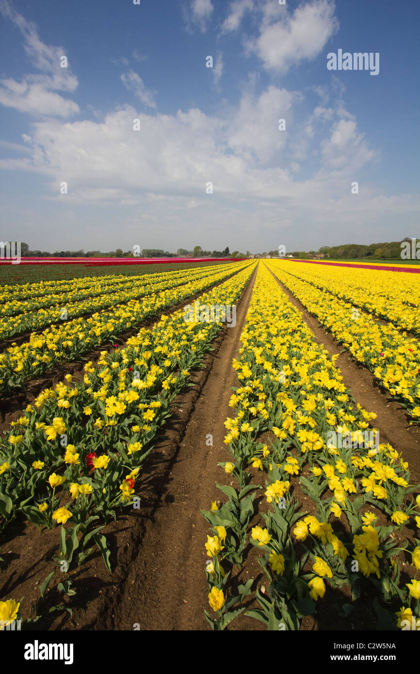 multi-coloured fields of tulip bulbs grown commercially at Narborough ...