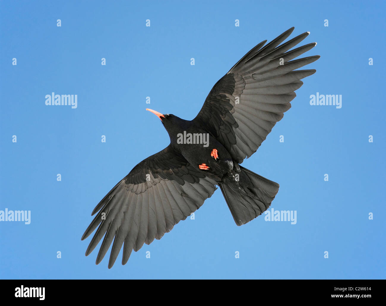 Red-billed Chough (Pyrrhocorax pyrrhocorax) in flight Stock Photo - Alamy