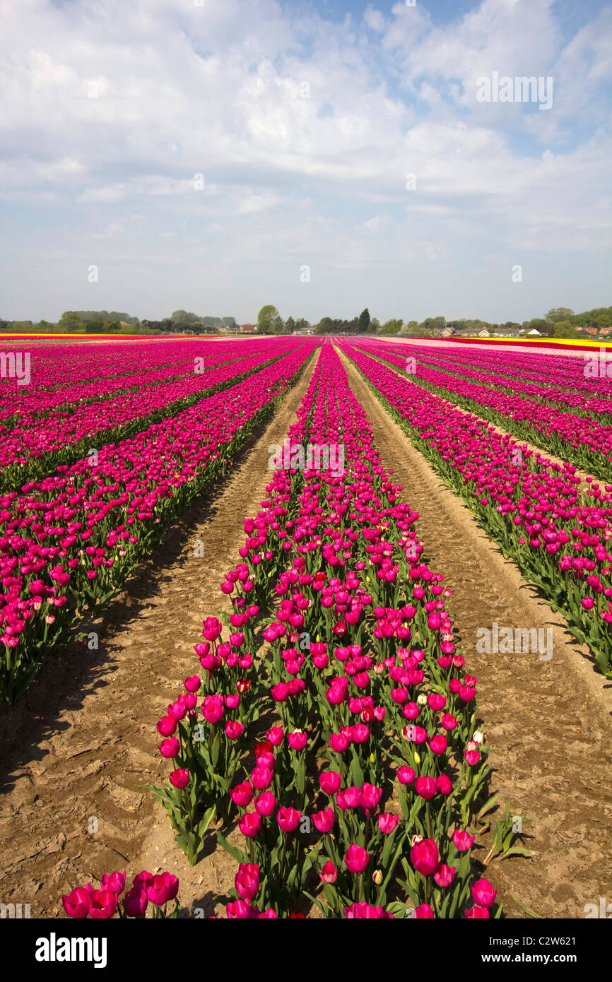 multi-coloured fields of tulip bulbs grown commercially at Narborough ...