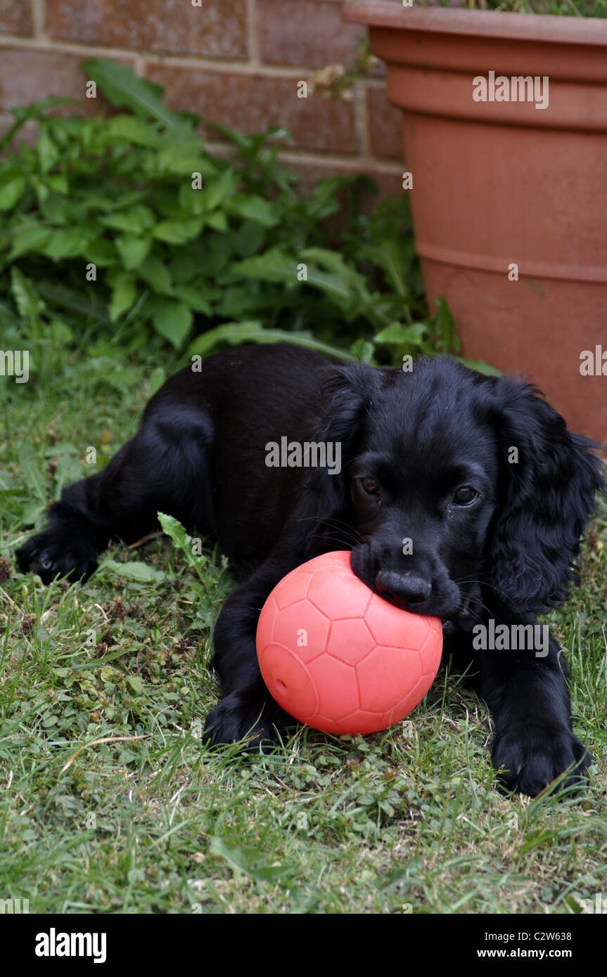 Black Cocker Spaniel Puppy Playing Stock Photo - Alamy