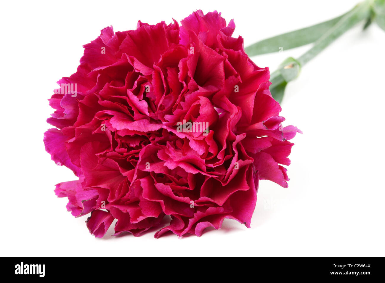 red carnation with green stem isolated on a white background Stock ...