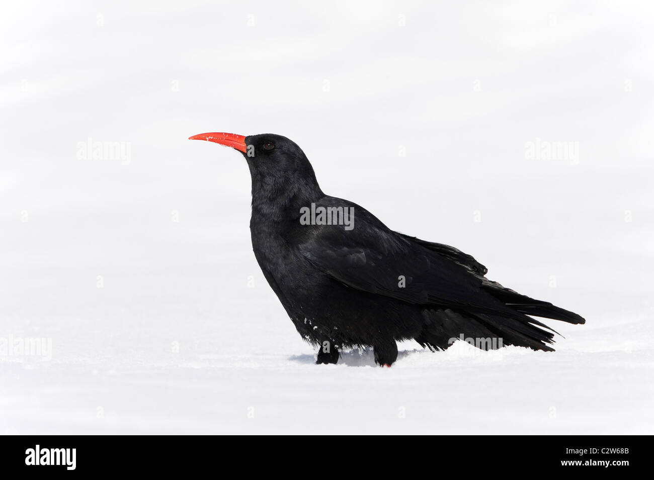 Red billed chough bird hi-res stock photography and images - Alamy