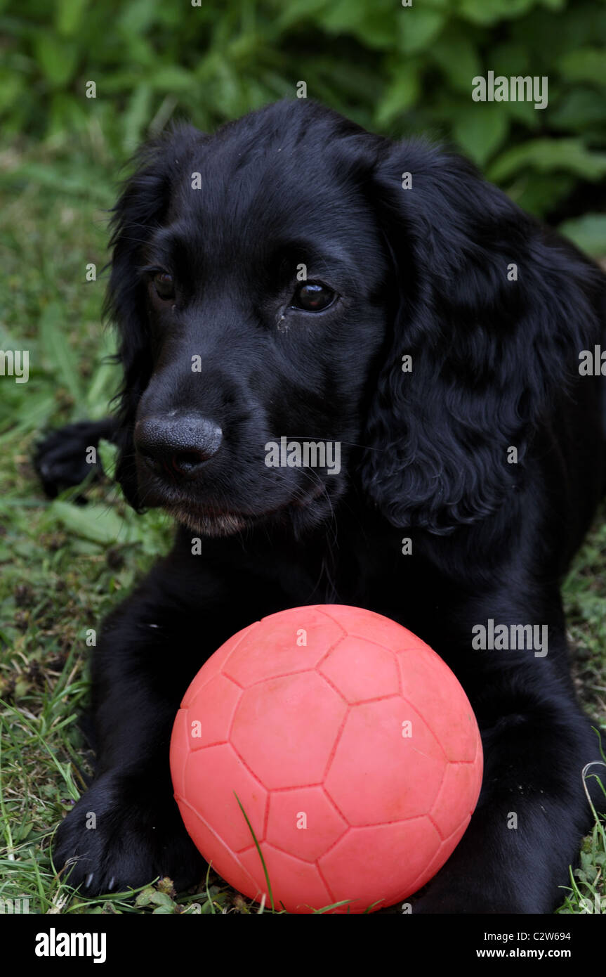 Black Cocker Spaniel Puppy Playing Stock Photo - Alamy