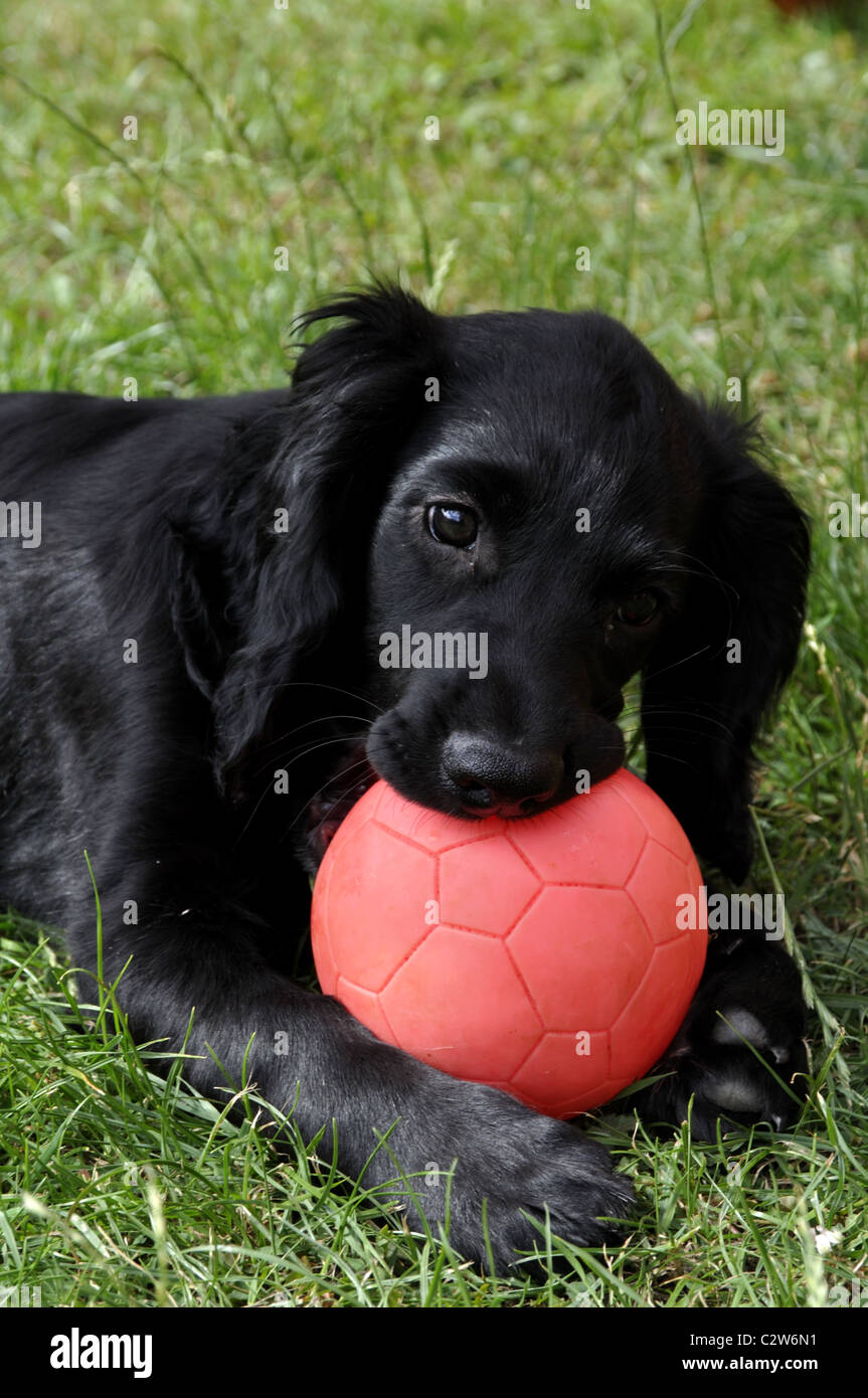 Black Cocker Spaniel Puppy Playing Stock Photo - Alamy