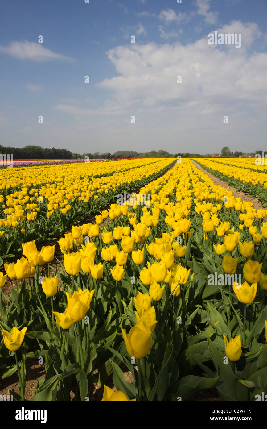 multi-coloured fields of tulip bulbs grown commercially at Narborough ...
