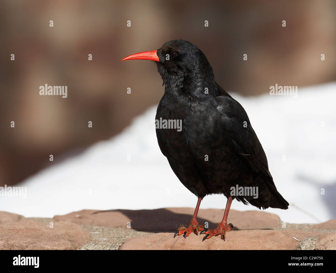 Red billed chough hi-res stock photography and images - Alamy