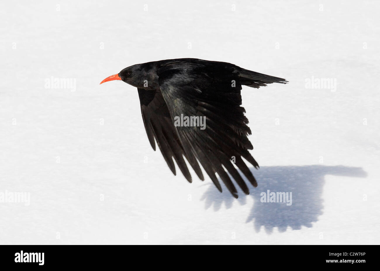Flying alpine chough hi-res stock photography and images - Alamy