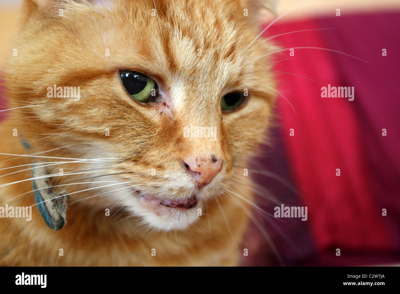 A ginger cat Stock Photo - Alamy