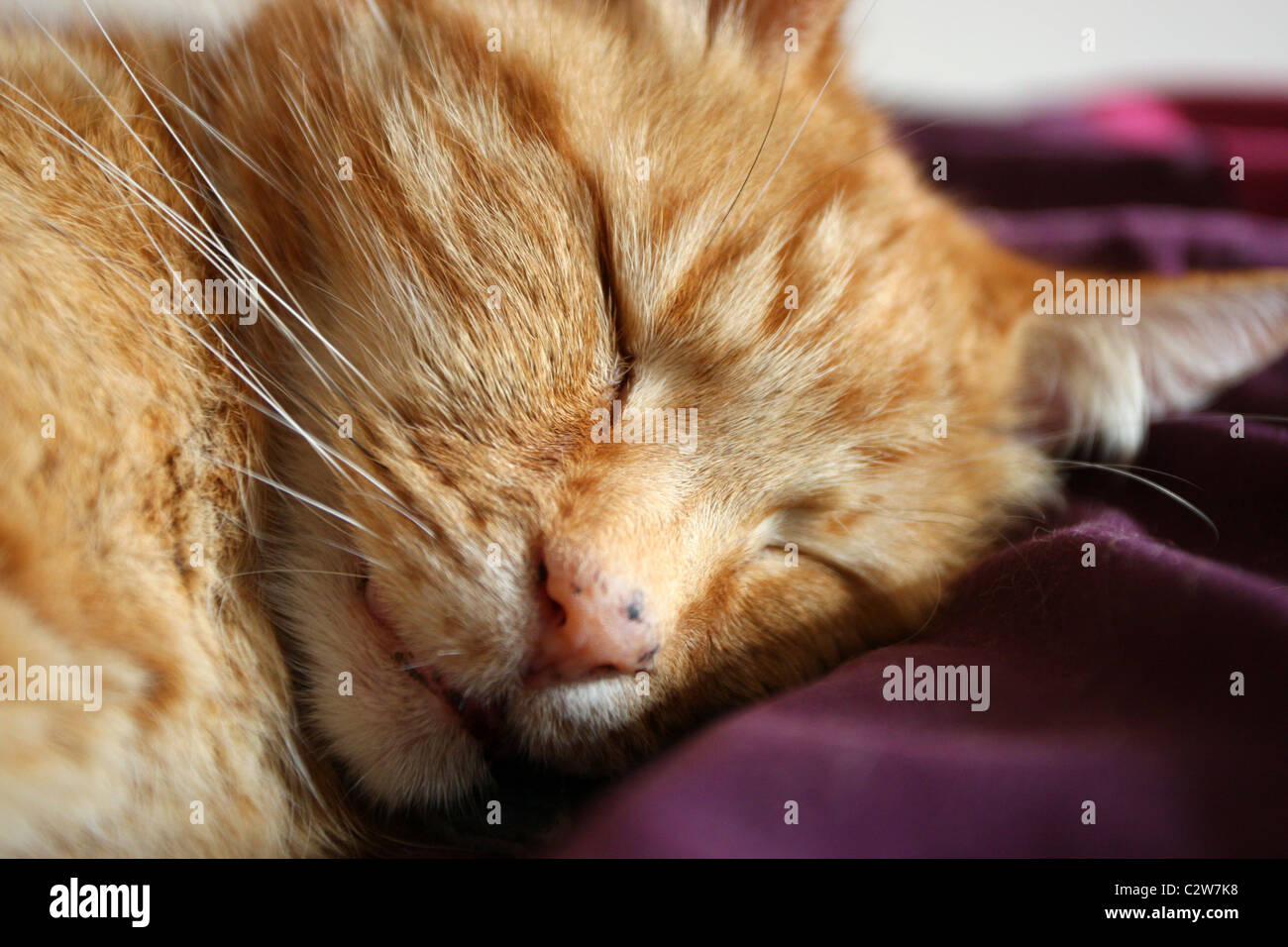 A sleeping ginger cat Stock Photo - Alamy