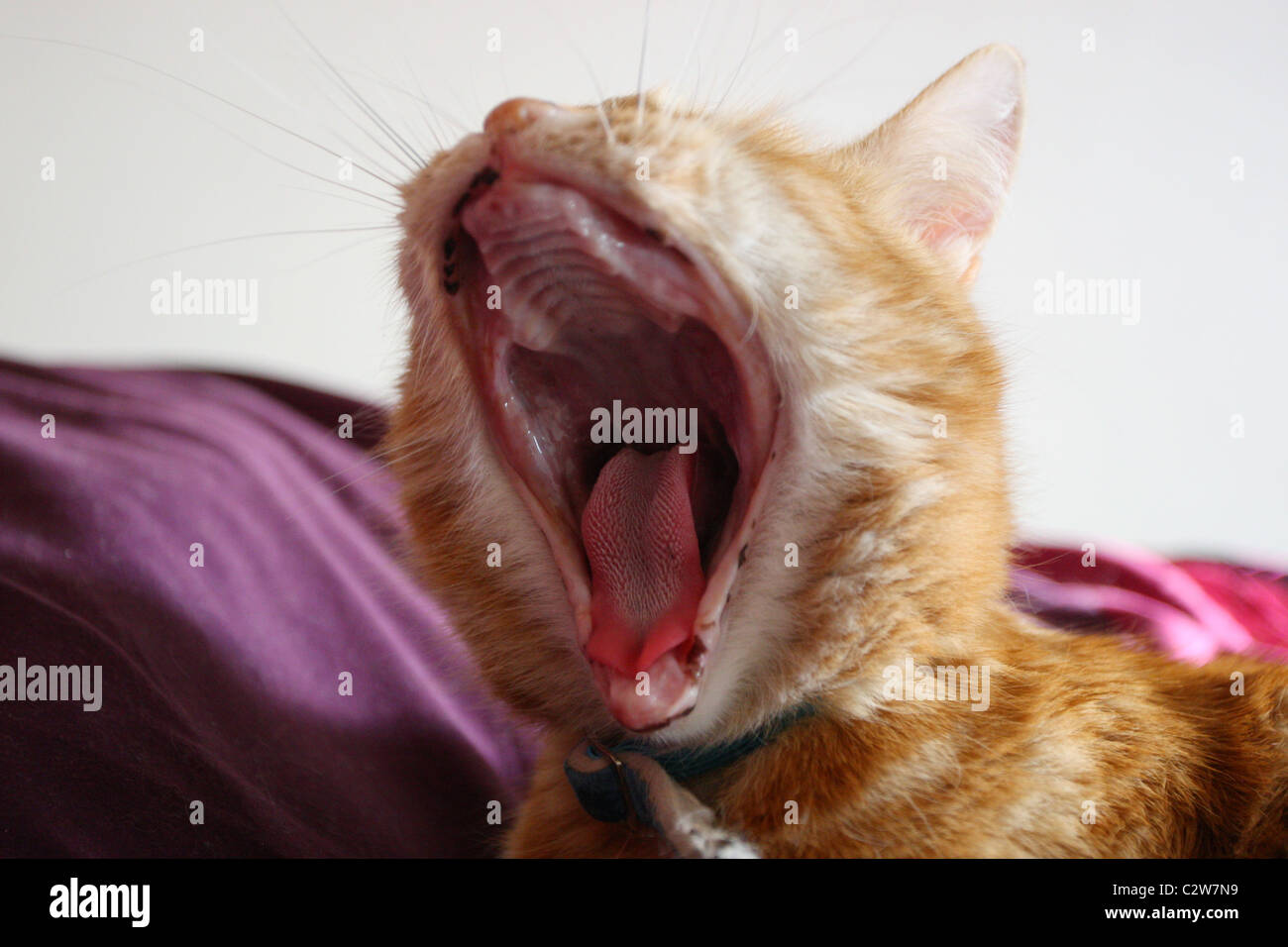 Toothless cat hi-res stock photography and images - Alamy