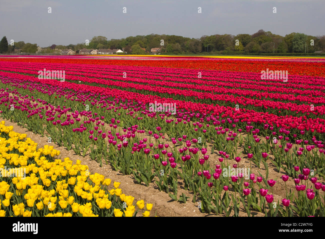 Flower heads cut off hi-res stock photography and images - Alamy