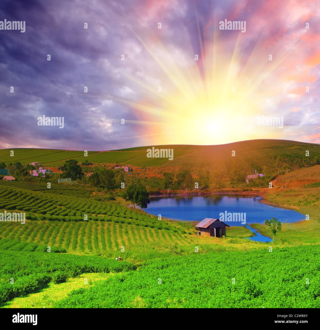 Tea plantation on central highland in Vietnam Stock Photo - Alamy