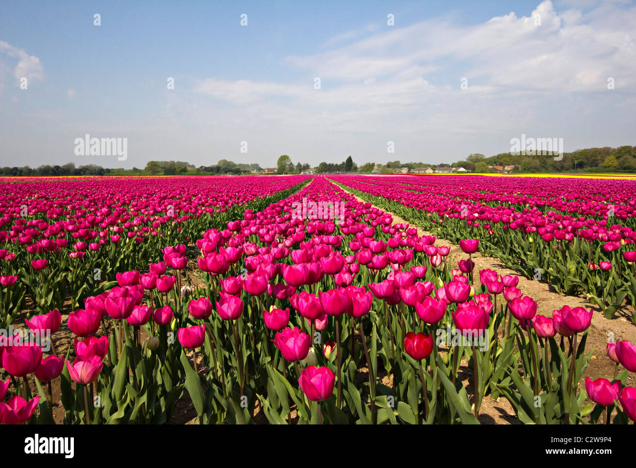 multi-coloured fields of tulip bulbs grown commercially at Narborough ...