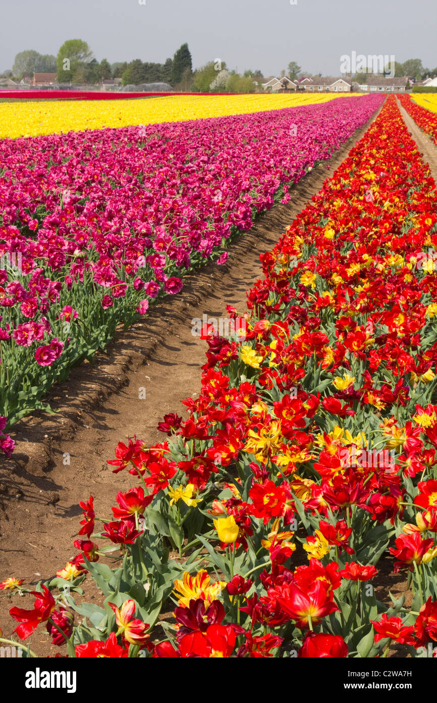 Tulip fields east anglia hi-res stock photography and images - Alamy