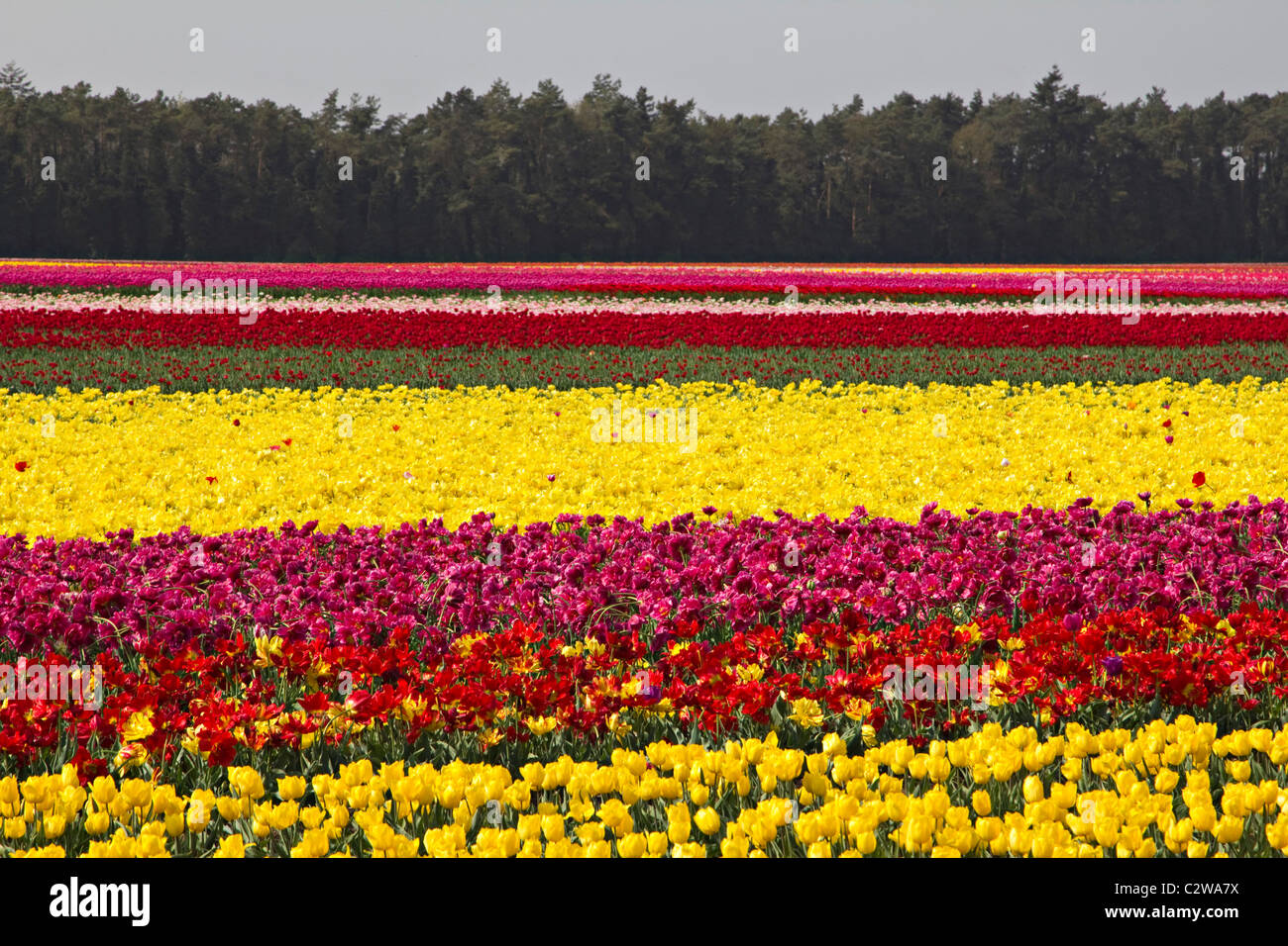 multi-coloured fields of tulip bulbs grown commercially at Narborough ...