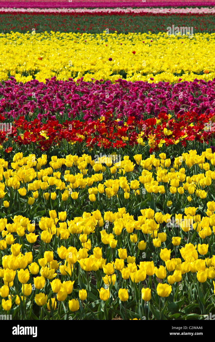 multi-coloured fields of tulip bulbs grown commercially at Narborough ...