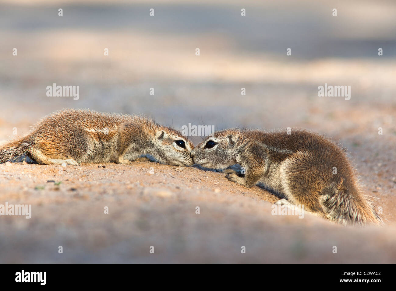 Ground squirrels, Xerus inauris, greeting, Kgalagadi Transfrontier Park ...