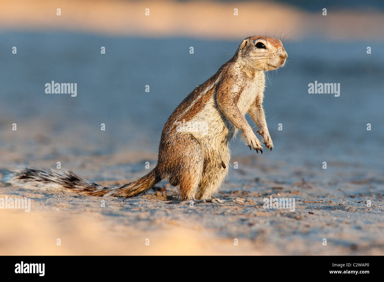 Ground squirrel, Xerus inauris, Kgalagadi Transfrontier Park, Northern ...
