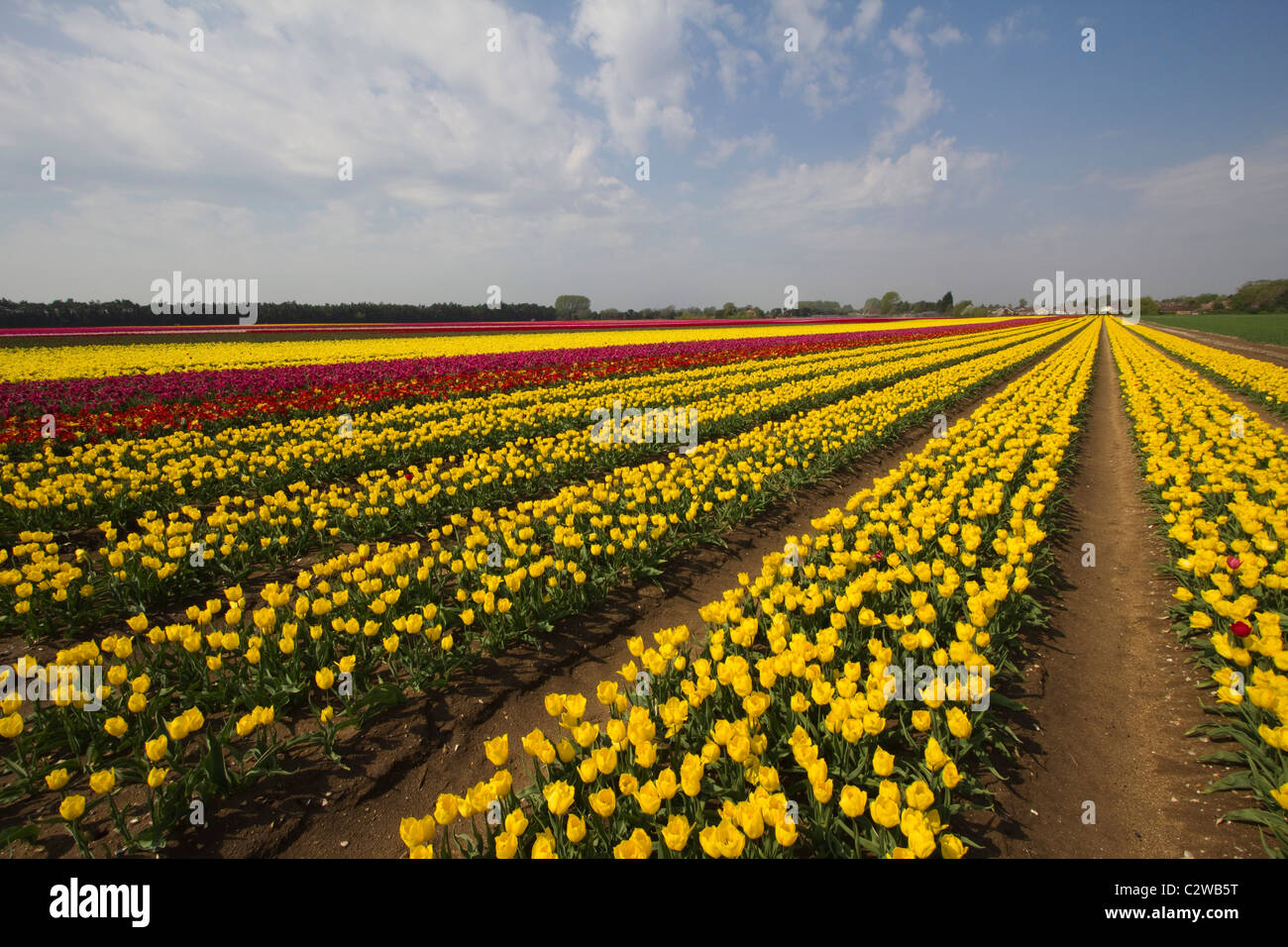 multi-coloured fields of tulip bulbs grown commercially at Narborough ...
