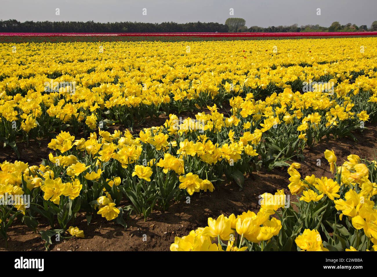 multi-coloured fields of tulip bulbs grown commercially at Narborough ...