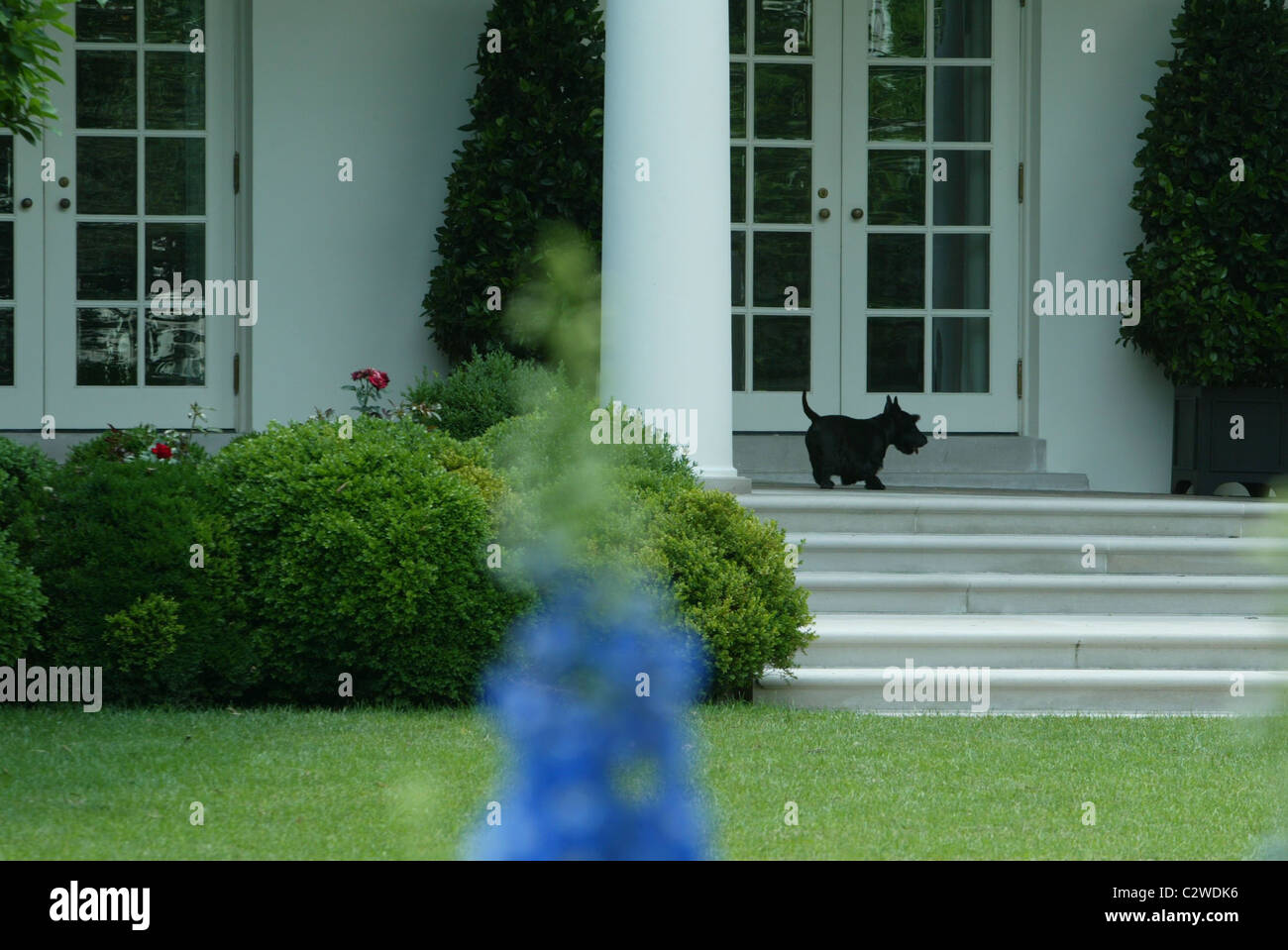 US President George W. Bush's Scottish Terrier named Barney takes a ...
