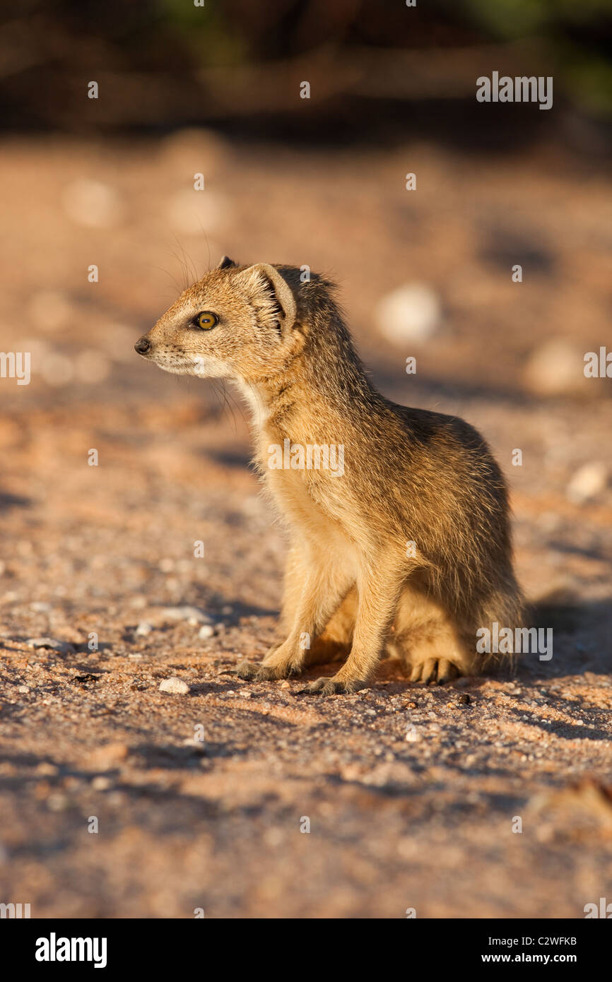 Yellow mongoose, Cynictis penicillata, Kgalagadi Transfrontier Park ...