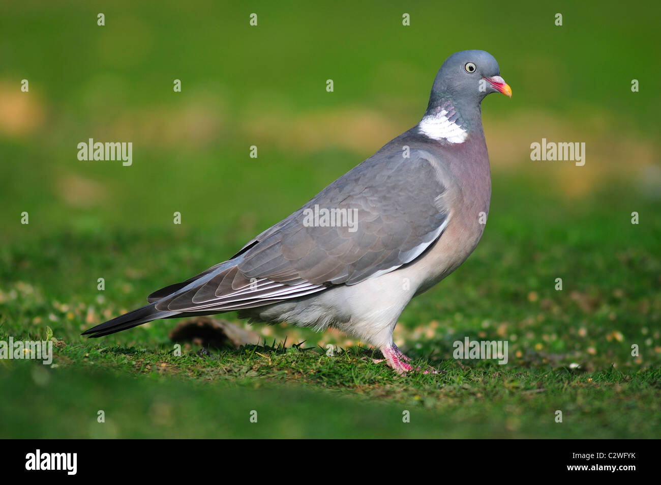 Pigeon wing hi-res stock photography and images - Alamy